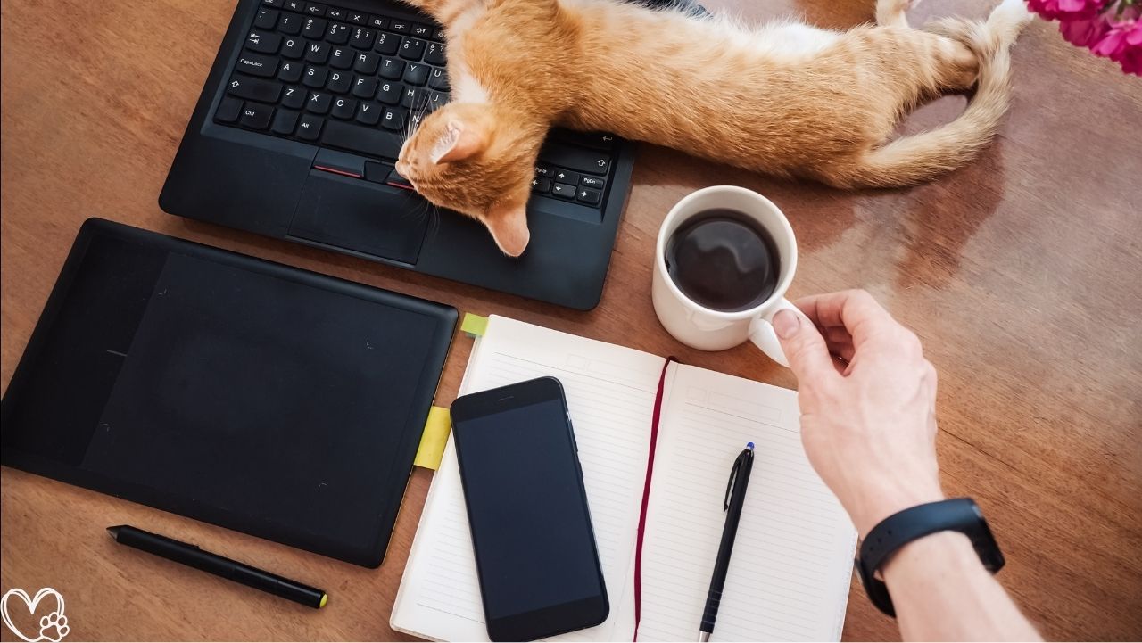 10 Clever Cat Gadgets That Keep Them Busy While You Work - Pet Wealth ...