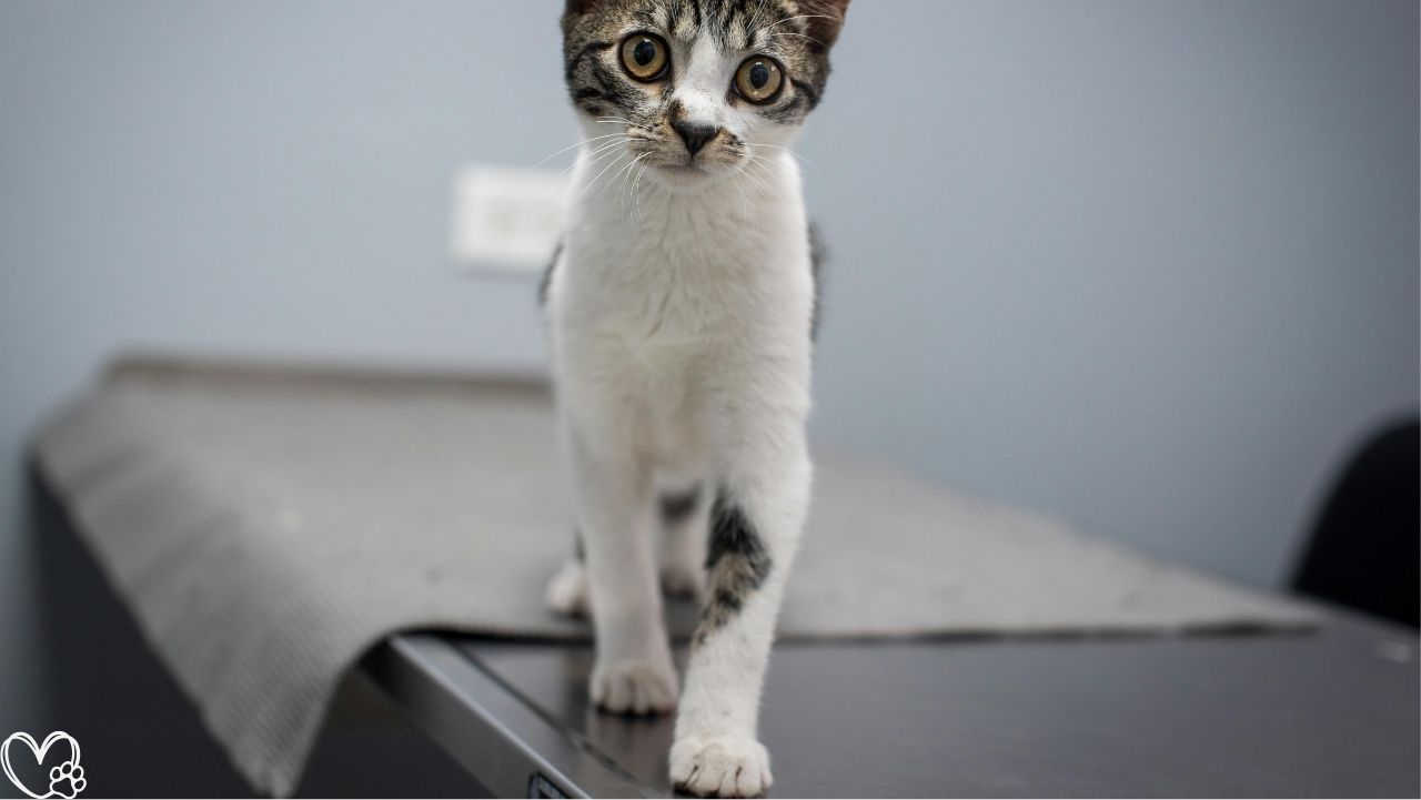 Why Cats Knock Things Over And How To Stop It Without Stress? Practical ...